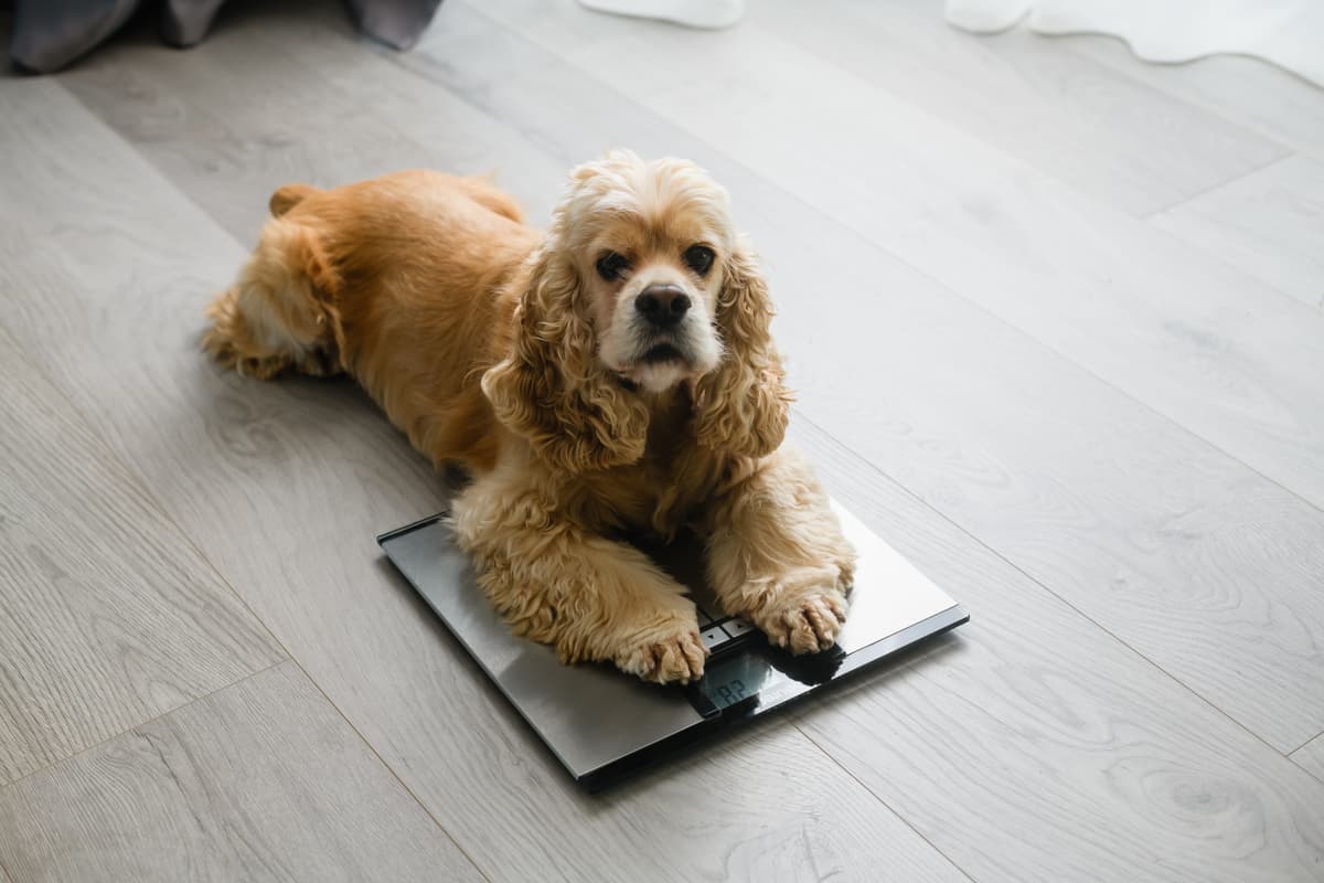Is Your Pet's Weight Healthy? | Virtual VetDoc™