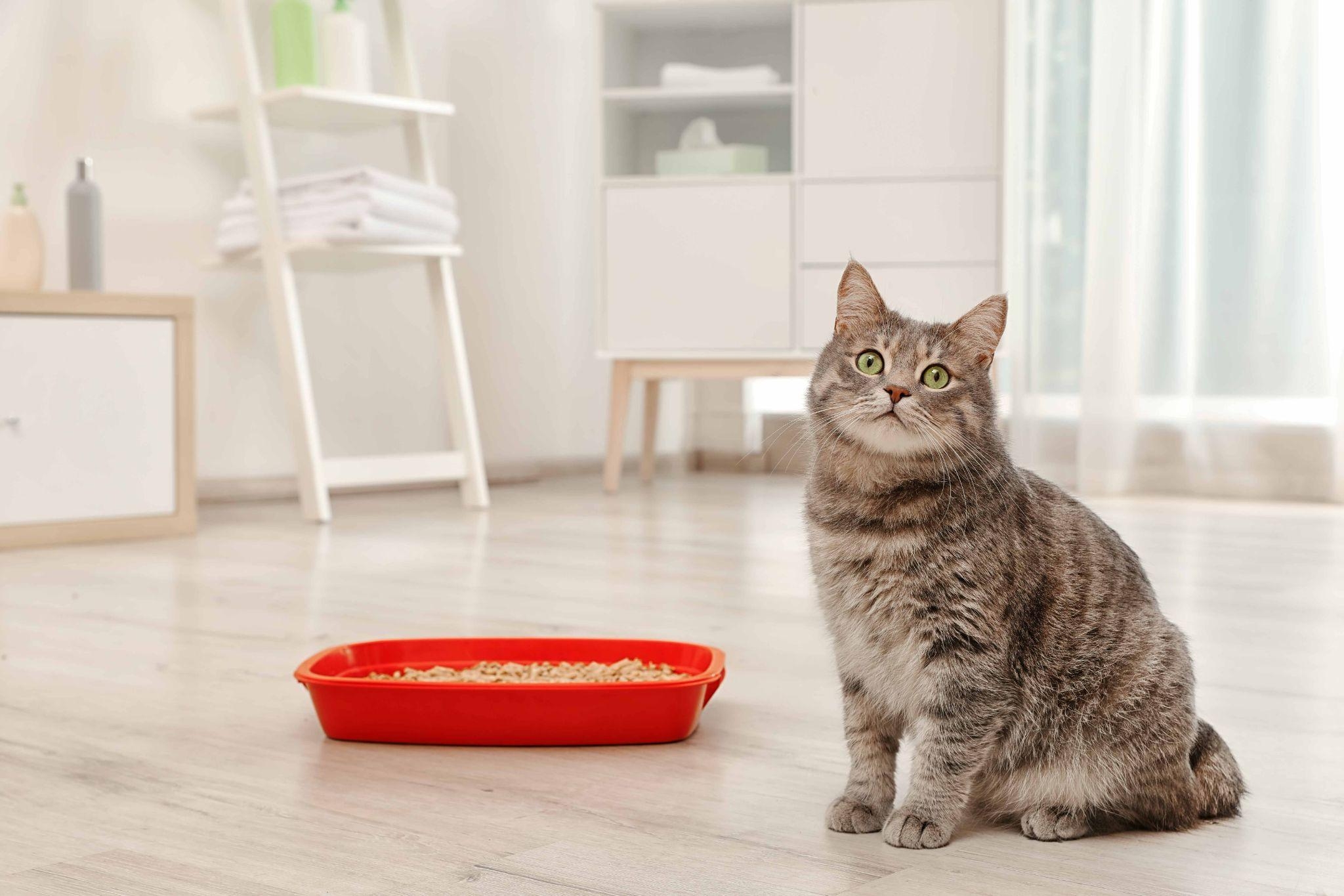 Not Using the Litterbox? What Your Cat Might be Telling You | Virtual ...