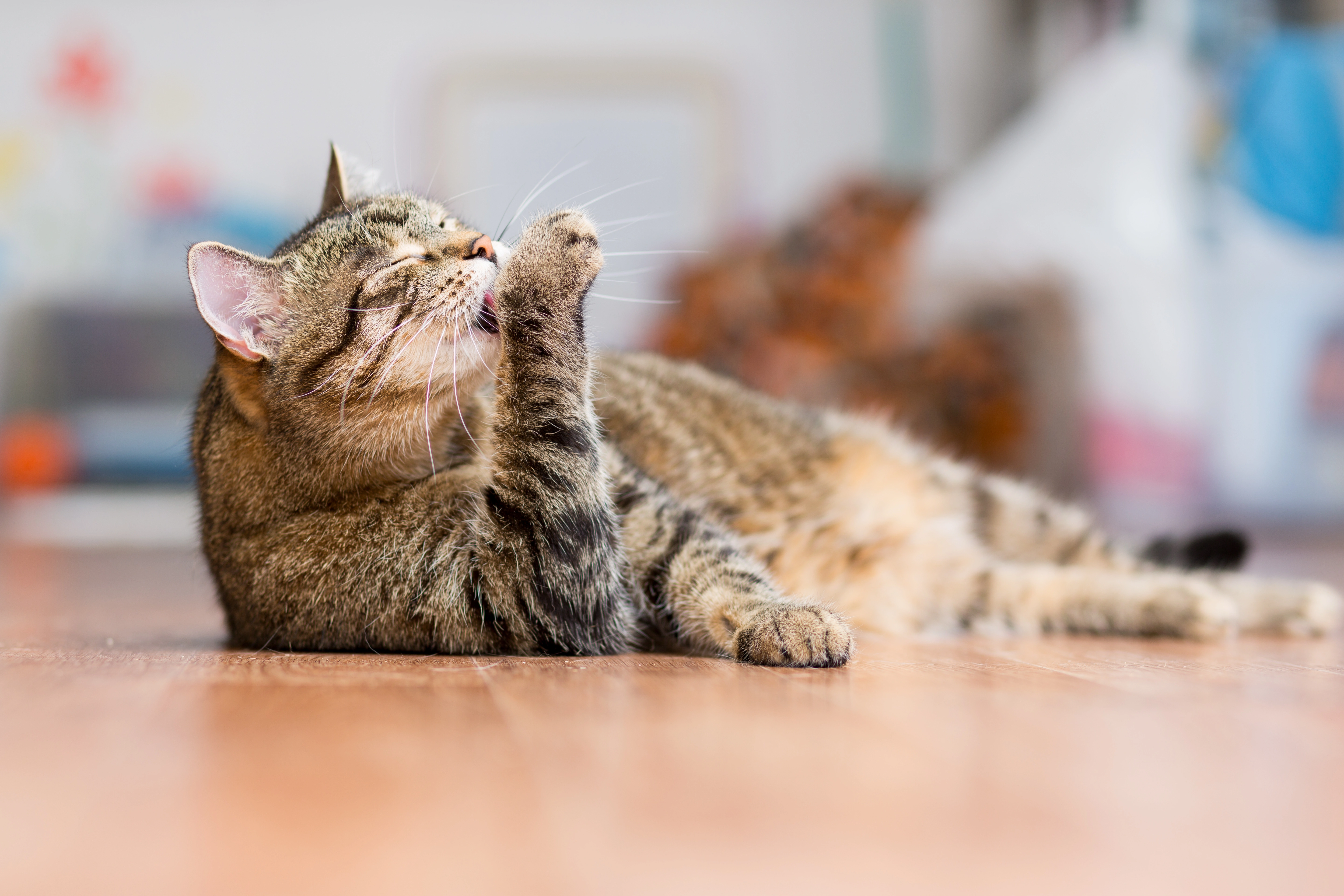 Hairballs or Health Problem? Knowing When to Worry | Virtual VetDoc™