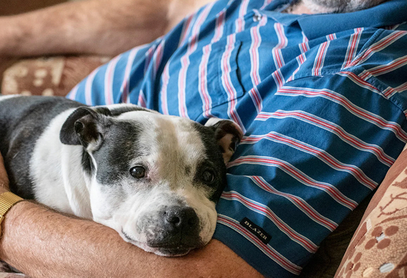 Seven Common Chronic Health Conditions in Pets | Virtual VetDoc™